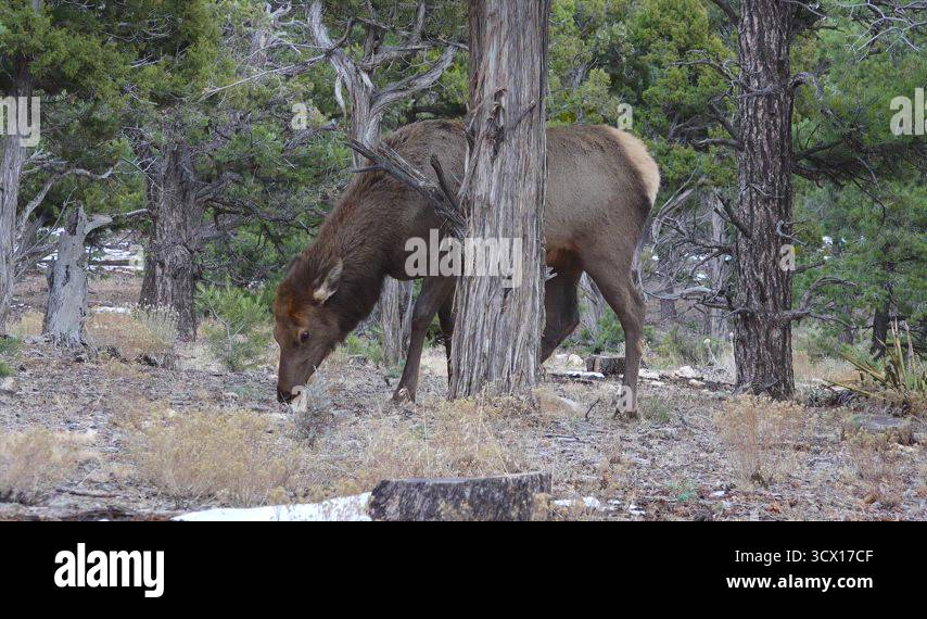 The grand hunt Stock Videos & Footage - HD and 4K Video Clips - Alamy