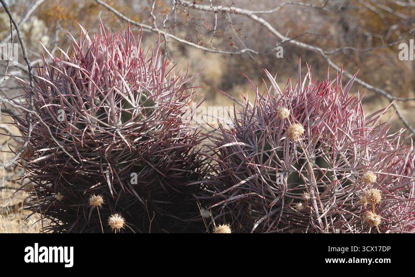 Cacti in the Arizona desert. Echinocactus polycephalus, Cottontop ...