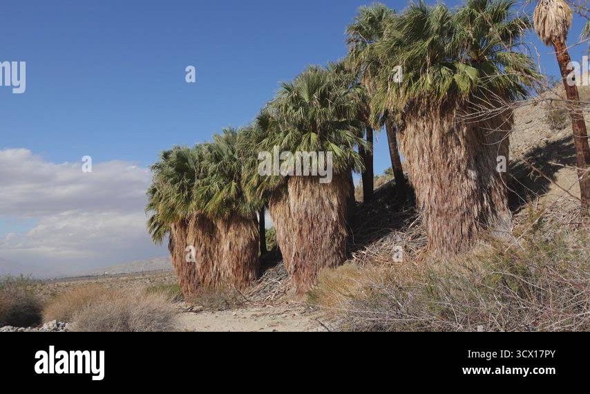 Palm trees rise in the desert at Thousand Palms Oasis near Coachella ...