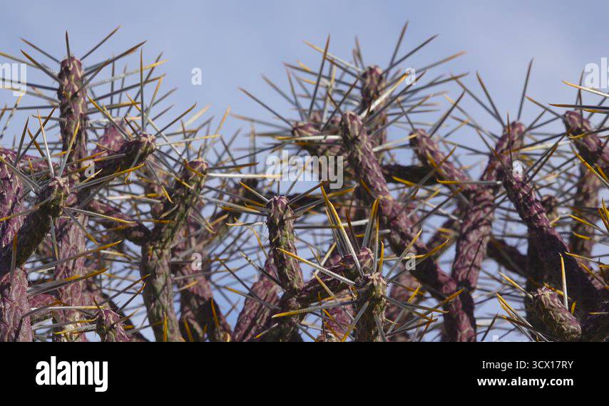 Arizona pencil cholla with long yellow spines against the blue sky ...