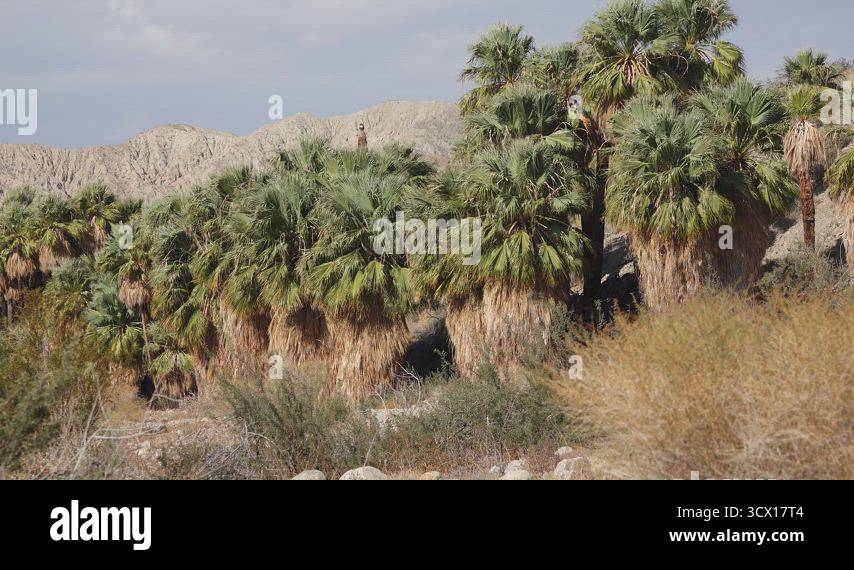 Palm trees rise in the desert at Thousand Palms Oasis near Coachella ...