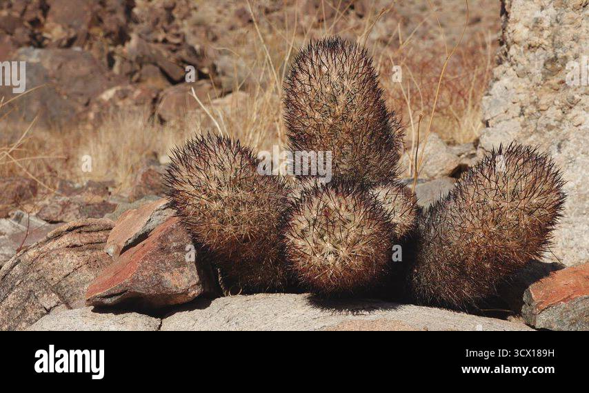 Cacti in the Arizona desert. Cushion foxtail cactus (Escobaria ...