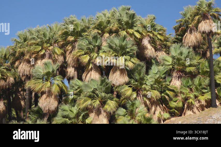 Palm trees rise in the desert at Thousand Palms Oasis near Coachella ...