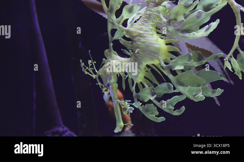 Leafy Seadragon (Phycodurus eques) swims in a saltwater aquarium, USA ...