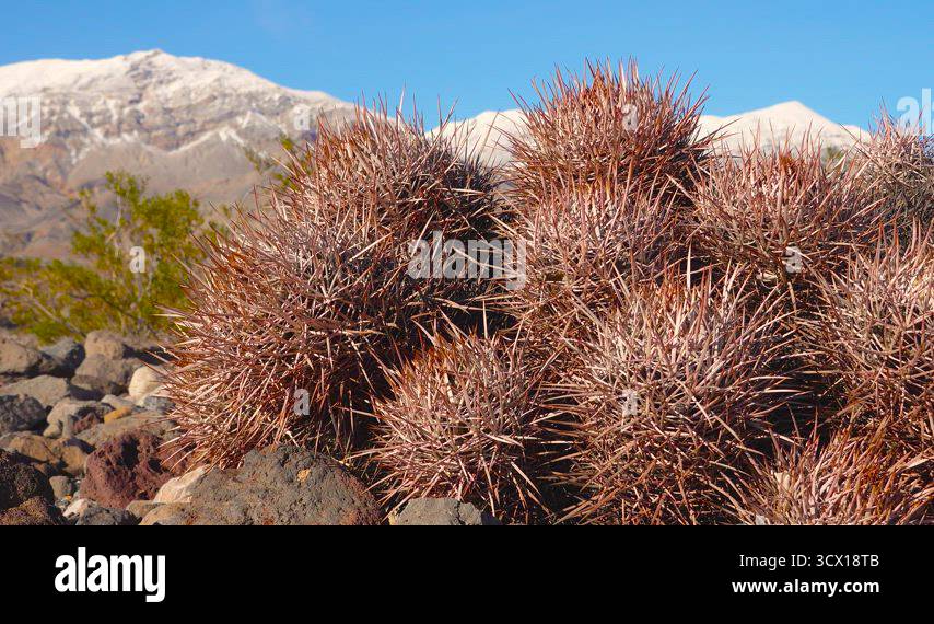 Cacti in the California desert. (Echinocactus polycephalus), Cannonball ...