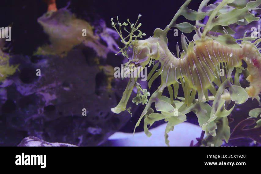 Leafy Seadragon (Phycodurus eques) swims in a saltwater aquarium, USA ...