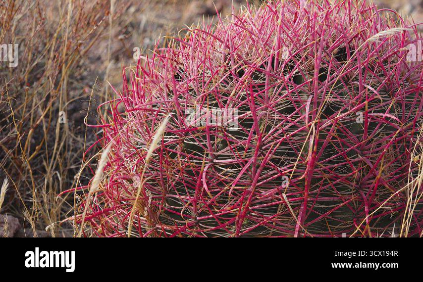 Arizona Cacti. California barrel cactus, compass barrel (Ferocactus ...