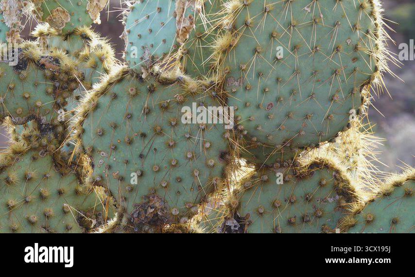 Arizona Cacti. Engelmann prickly pear, cactus apple (Opuntia ...