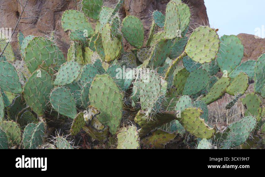 Arizona cacti. Pancake prickly pear, dollarjoint prickly pear (Opuntia ...