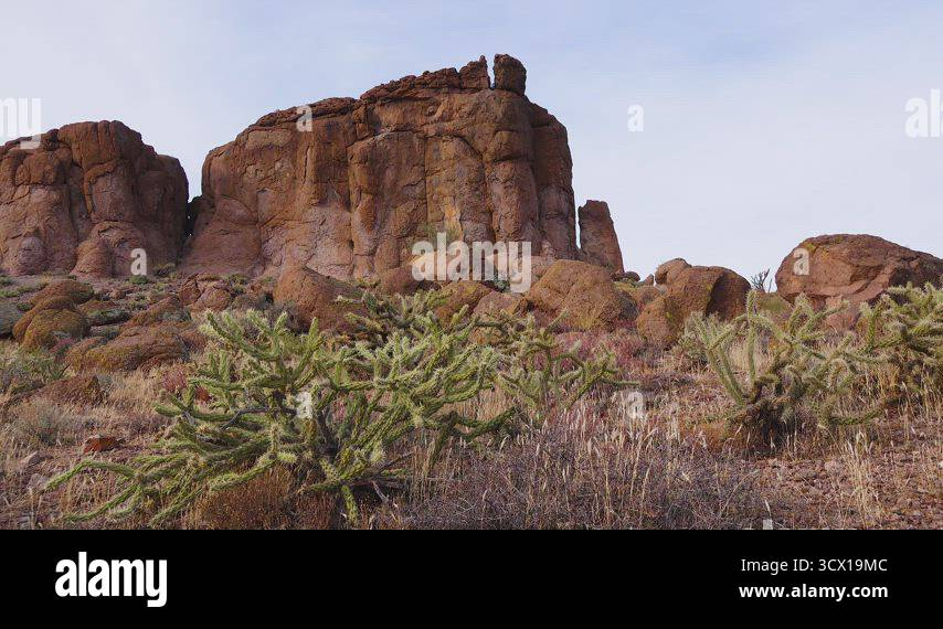 Arizona cacti. Pancake prickly pear, dollarjoint prickly pear (Opuntia ...