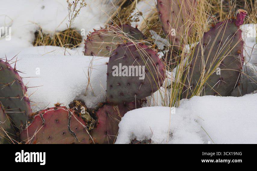 Arizona Cacti. Purple prickly pear, black spine prickly pea (Opuntia ...