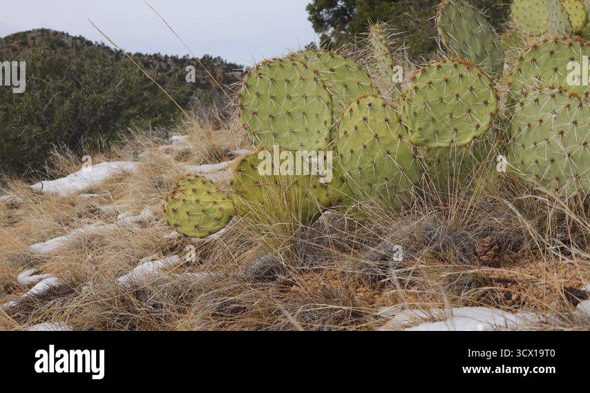 Arizona Cacti. Purple prickly pear, black spine prickly pea (Opuntia ...