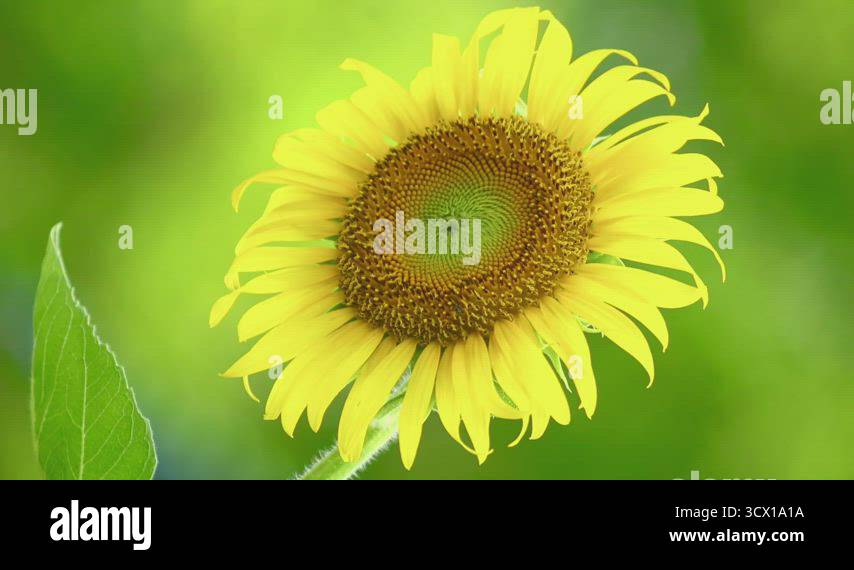 Close up one single Stock Videos & Footage - HD and 4K Video Clips - Alamy