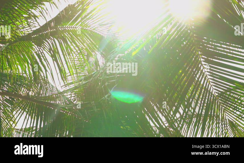 Panorama sun beams in leaves Stock Videos & Footage - HD and 4K Video ...