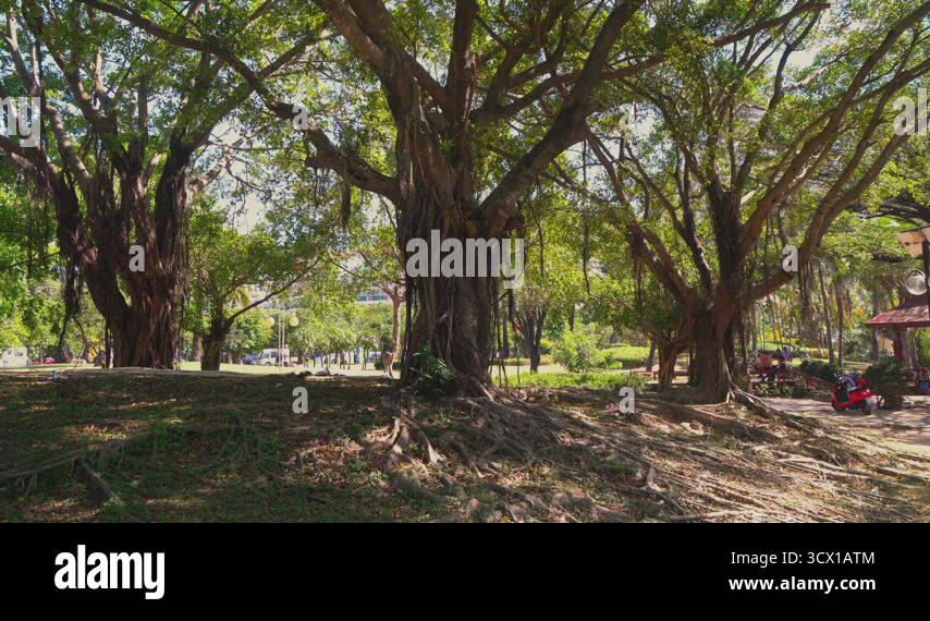 Chinese Banyan Trees In Modern Park Stock Video Footage - Alamy