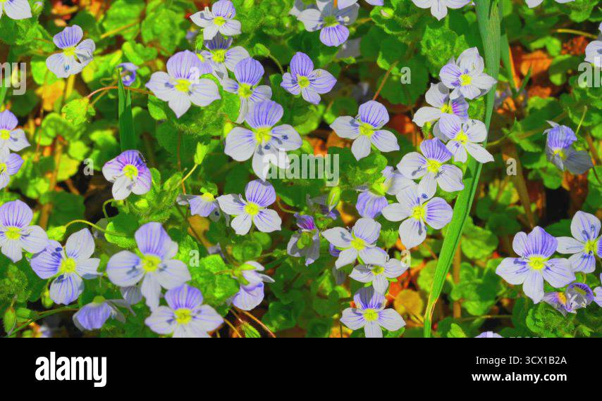 Wildflowers outdoors in spring Stock Videos & Footage - HD and 4K Video ...