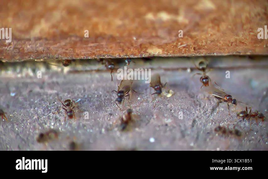 ants wings macro, slow motion Stock Video Footage - Alamy