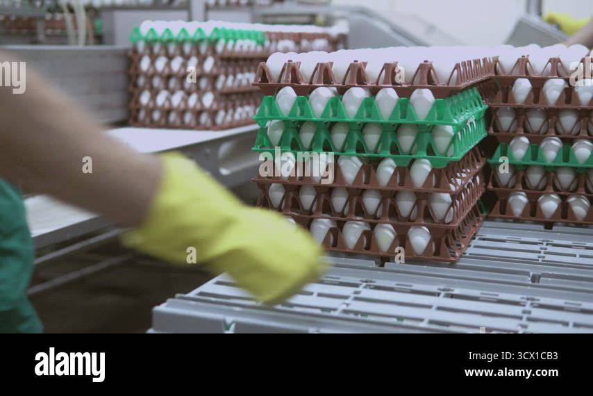 Man worker on hen farm Stock Videos & Footage - HD and 4K Video Clips ...