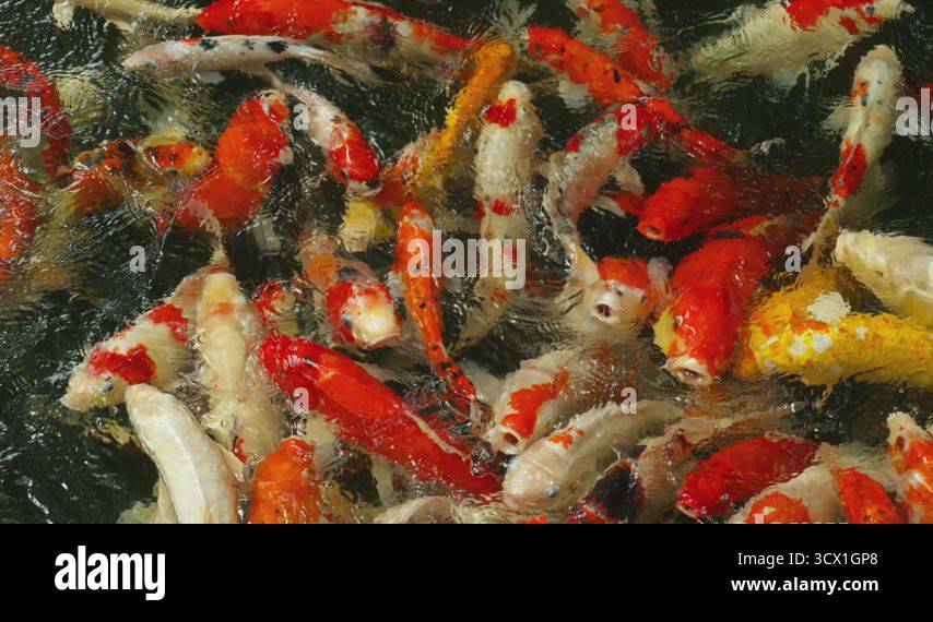 Koi fish in pond eating Stock Video Footage - Alamy
