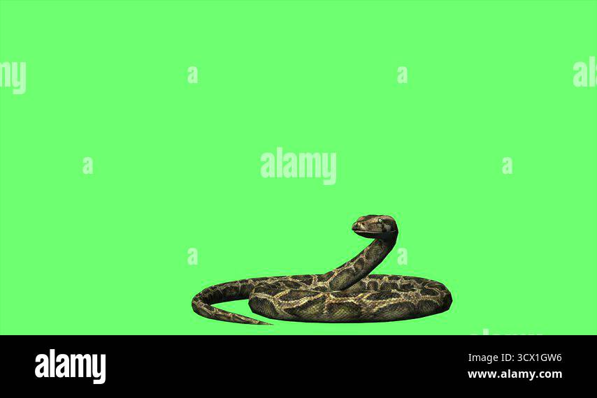 4k animation - Snake Python on the Green Screen Stock Video Footage - Alamy