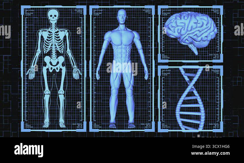 3D Rendering HUD Muscular anatomical man Body, Brain and DNA rotating ...