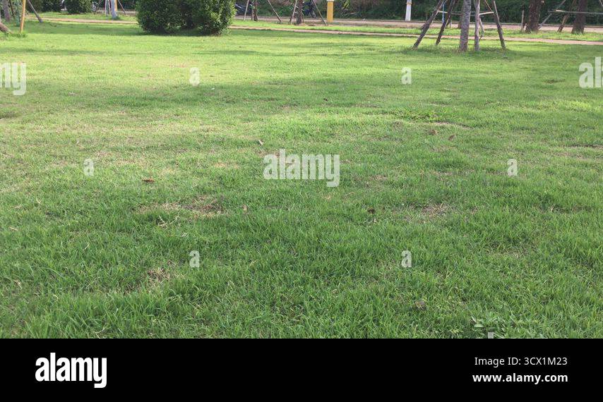Green grass park Stock Videos & Footage - HD and 4K Video Clips - Alamy
