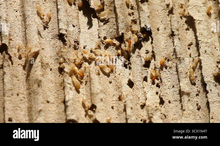 Eat termites Stock Videos & Footage - HD and 4K Video Clips - Alamy