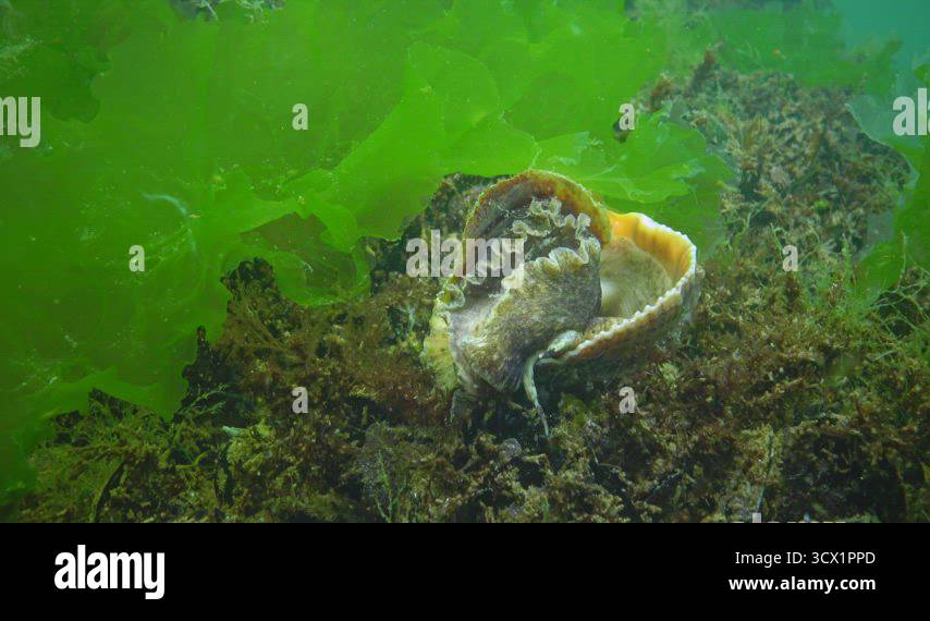 Marine invasive species Veined whelk (Rapana venosa), the mollusk ...