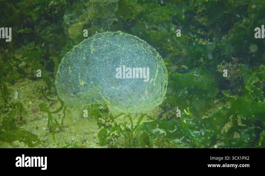Reproduction of sea worms, polychaetes. Eggs of polychaetes in the ...