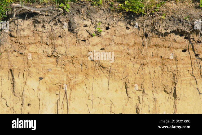 Swift nest with chicks in the hillside Stock Video Footage - Alamy