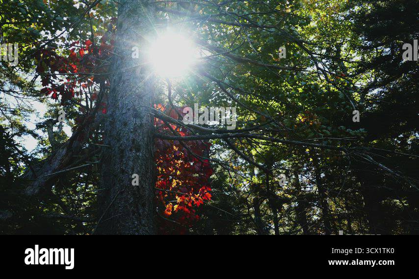 Sun behind trees Stock Videos & Footage - HD and 4K Video Clips - Alamy