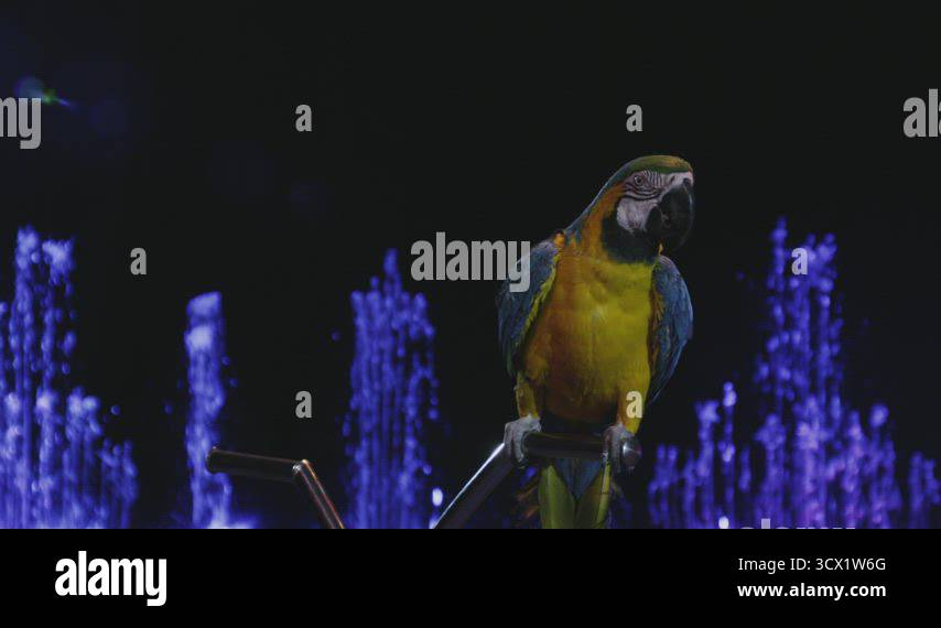Macaw in circus Stock Videos & Footage - HD and 4K Video Clips - Alamy