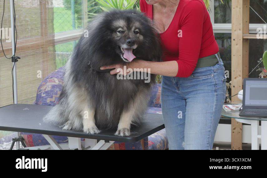Trimming of Wolf Spitz Dog footage Stock Video Footage - Alamy