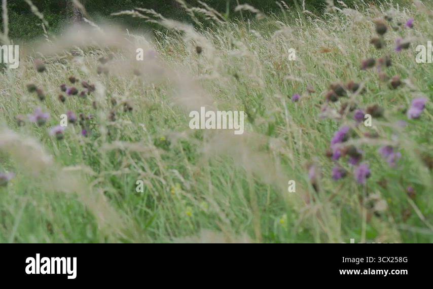Wind blown wild grass, slow motion Stock Video Footage - Alamy