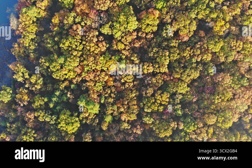 Stunning aerial view on of autumn forest from a height of birds Stock ...