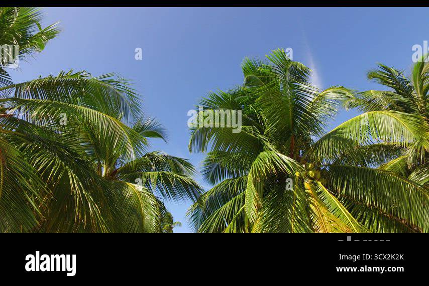 Luxury aerial copy space shot of a white paradise beach and blue water ...