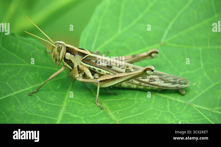 Close up grasshopper locust Stock Videos & Footage - HD and 4K Video ...