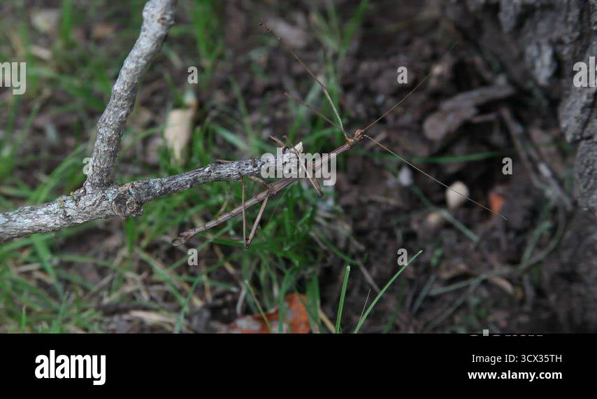 Walking Stick Insect on a branch Stock Video Footage - Alamy