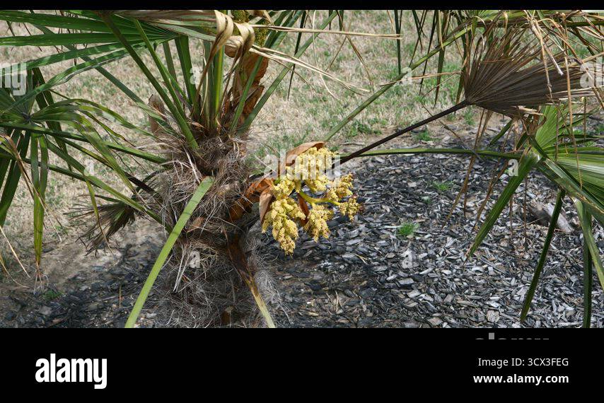 Bloom on a palm plant Stock Video Footage - Alamy