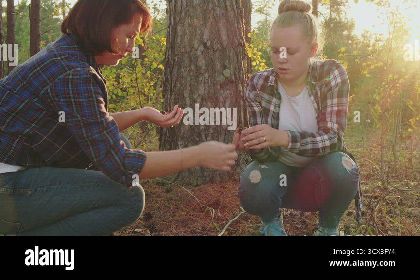 Mom and daughter pine cones and branches in coniferous woodland. Mother ...