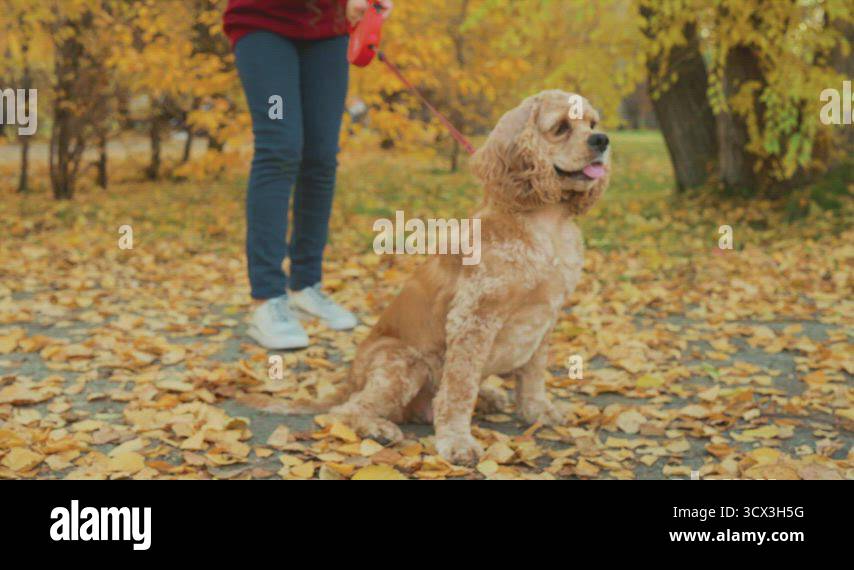 Beige cocker spaniel standing in autumn park on yellow foliage ...
