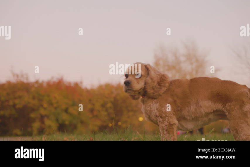 Beige cocker spaniel standing on evening lawn in autumn park on yellow ...