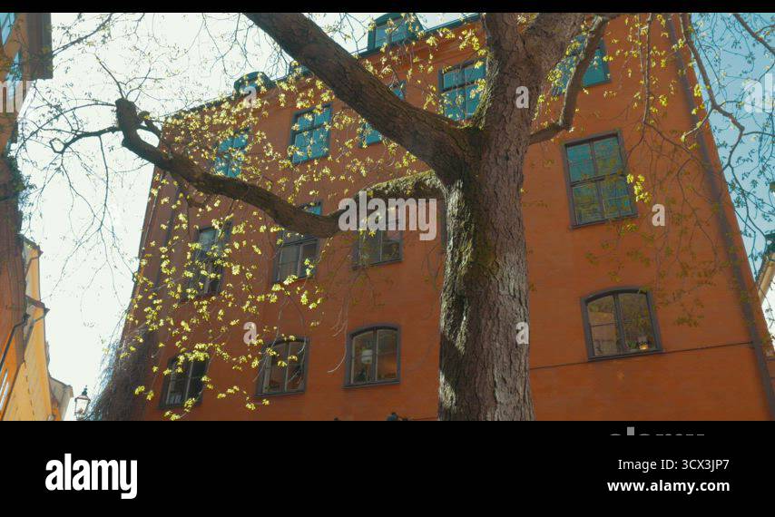 Scene tree old house Stock Videos & Footage - HD and 4K Video Clips - Alamy