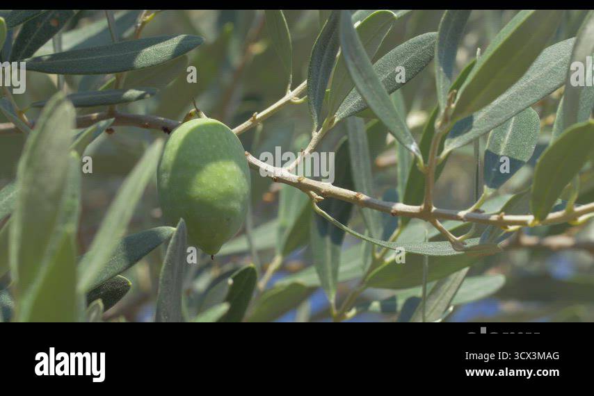 Picking Off Olives from the Tree Stock Video Footage - Alamy