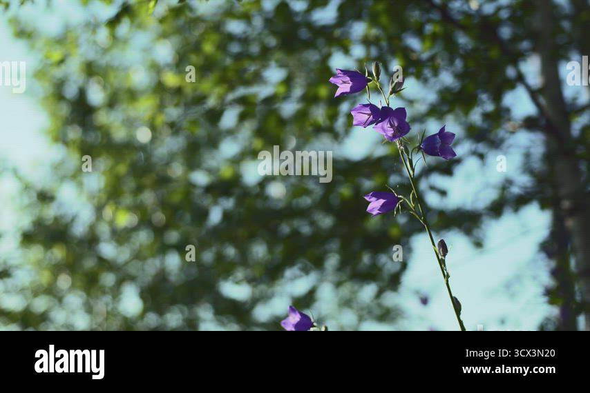 Flowering bell plant Stock Videos & Footage - HD and 4K Video Clips - Alamy
