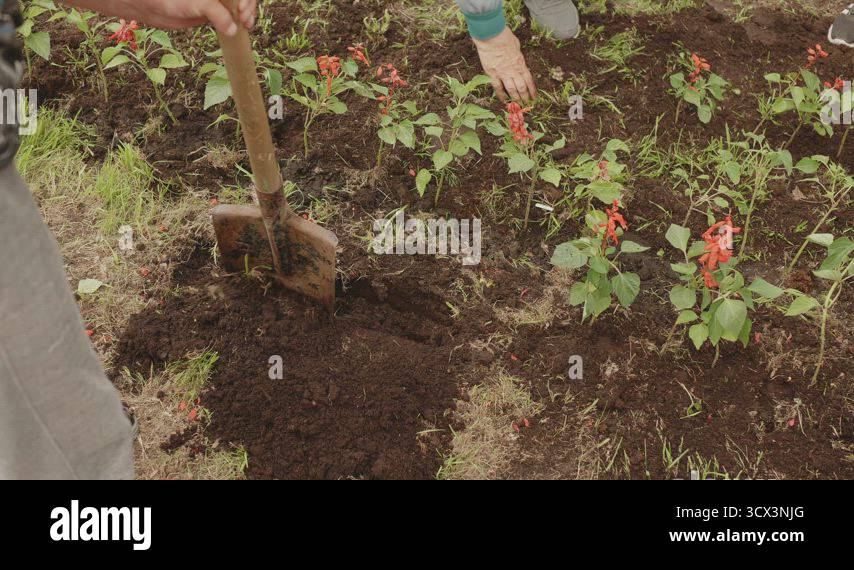 Man digging soil with shovel on flowerbed in summer garden. Gardener ...