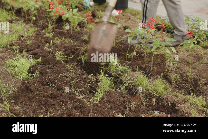 Gardener digging soil with shovel on flowerbed in spring park. People ...