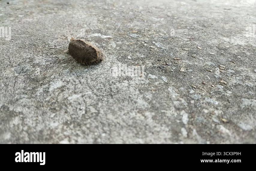 Asp caterpillar megalopyge opercularis Stock Videos & Footage - HD and ...