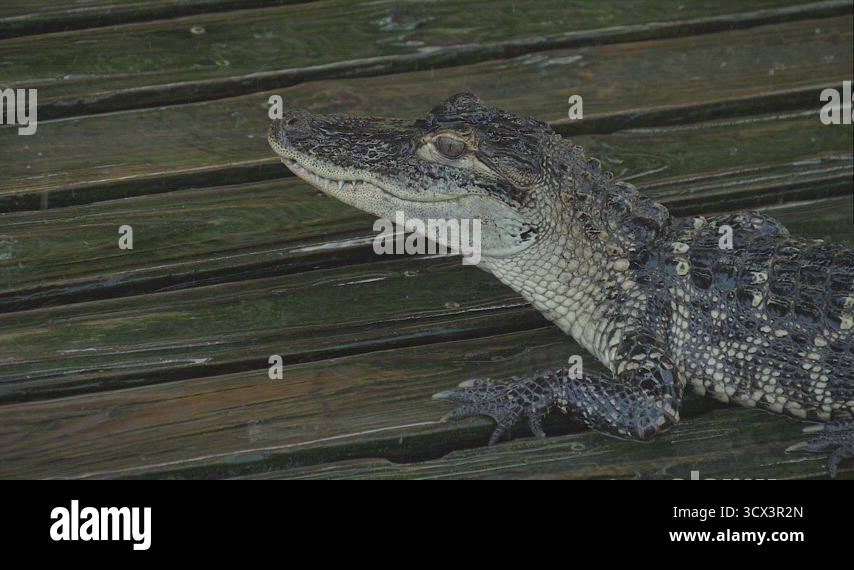 Alligator on a wooden wet platform. Close up Stock Video Footage - Alamy