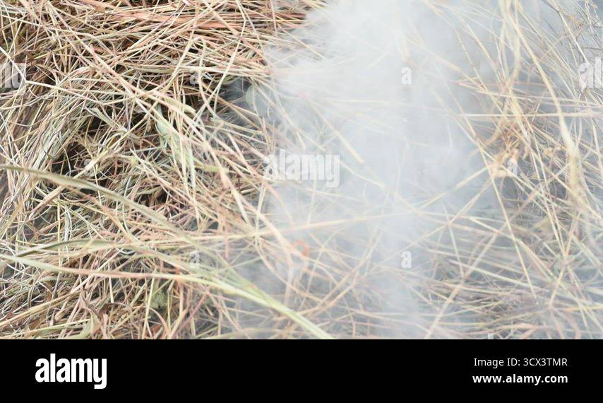 Fire burning dry grass it danger for environment Stock Video Footage ...